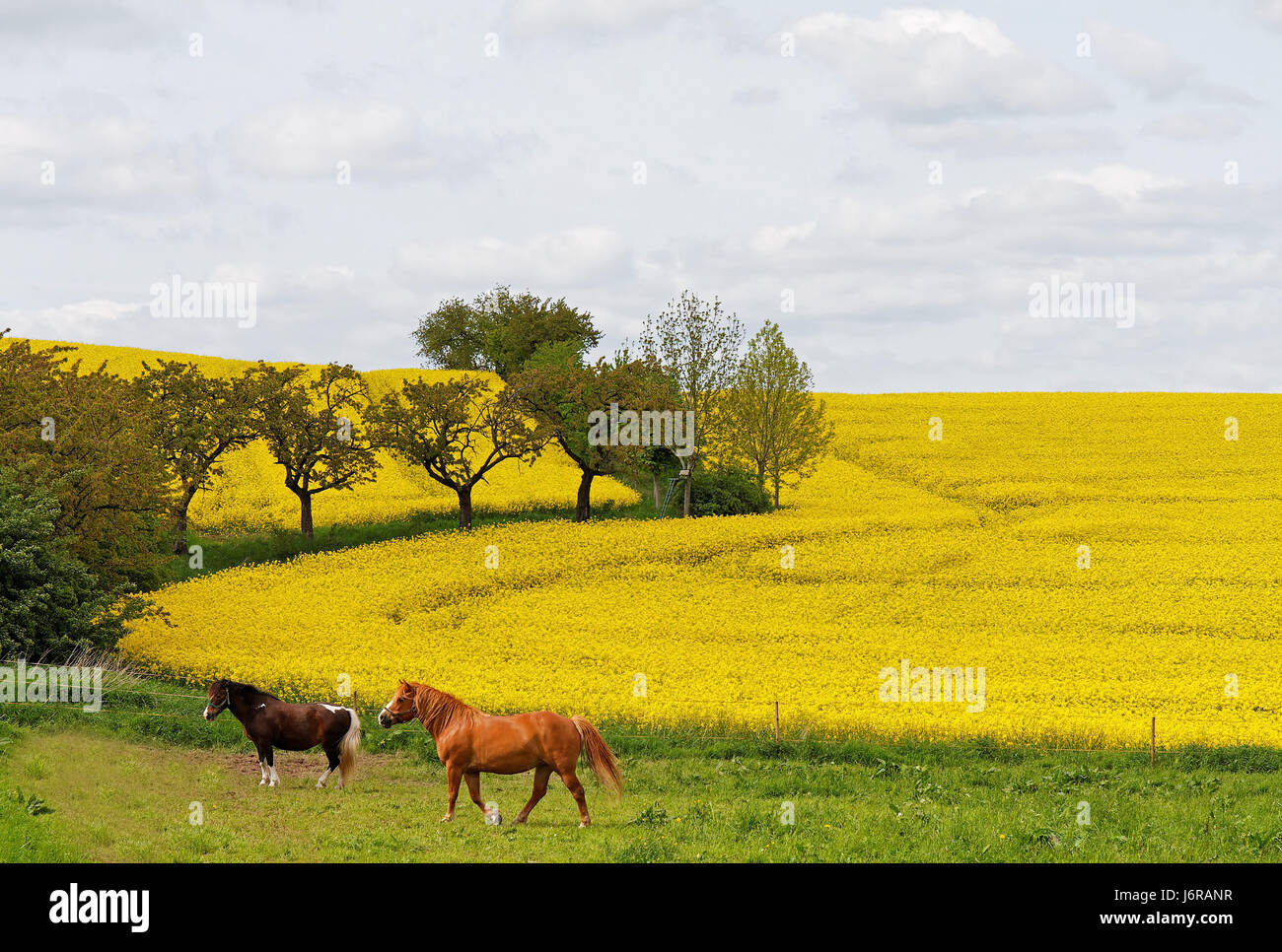 horse animal animals horses spring scenery countryside nature willow ...