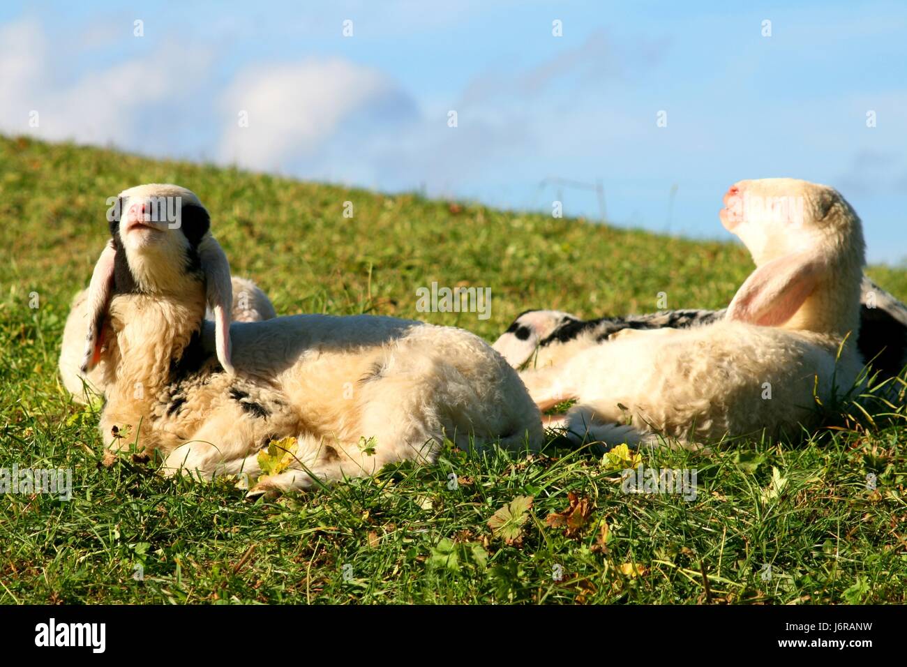 Patchy sun light hi-res stock photography and images - Alamy