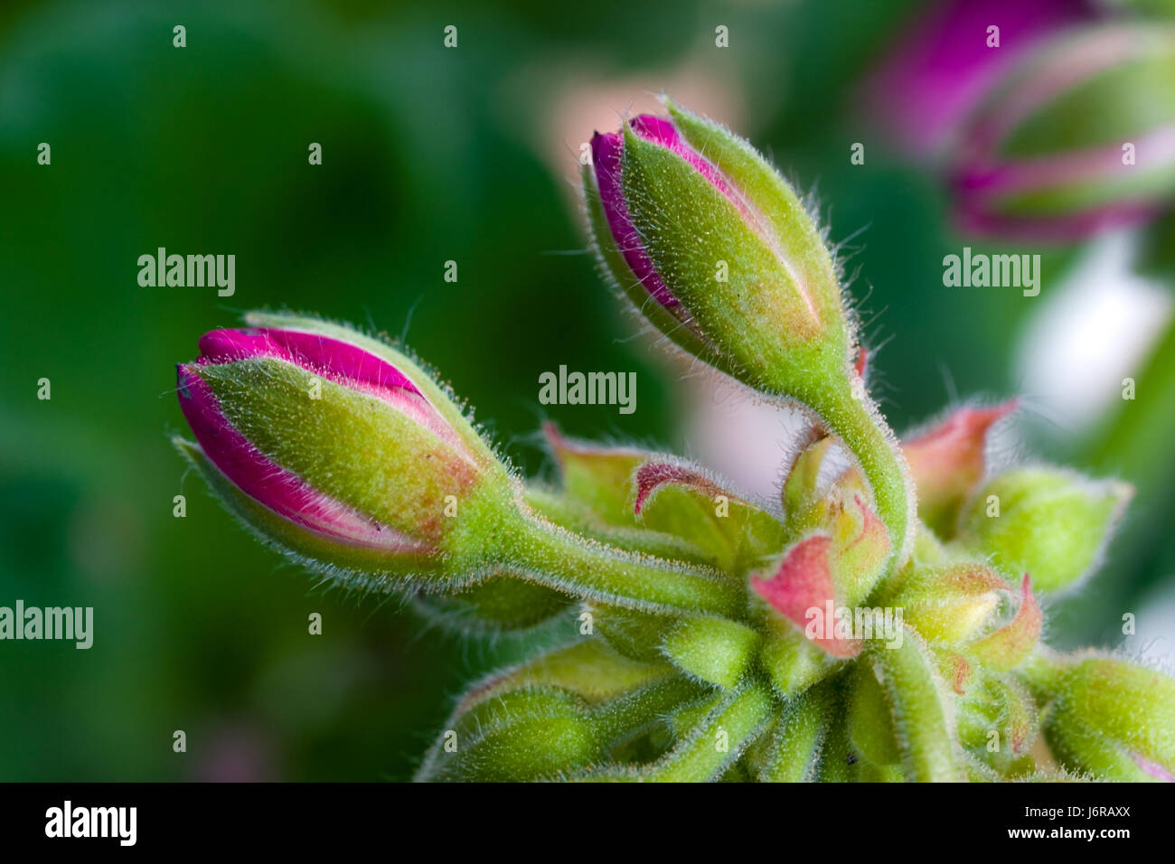 flower plant carnation bloom blossom flourish flourishing bud shrub ...
