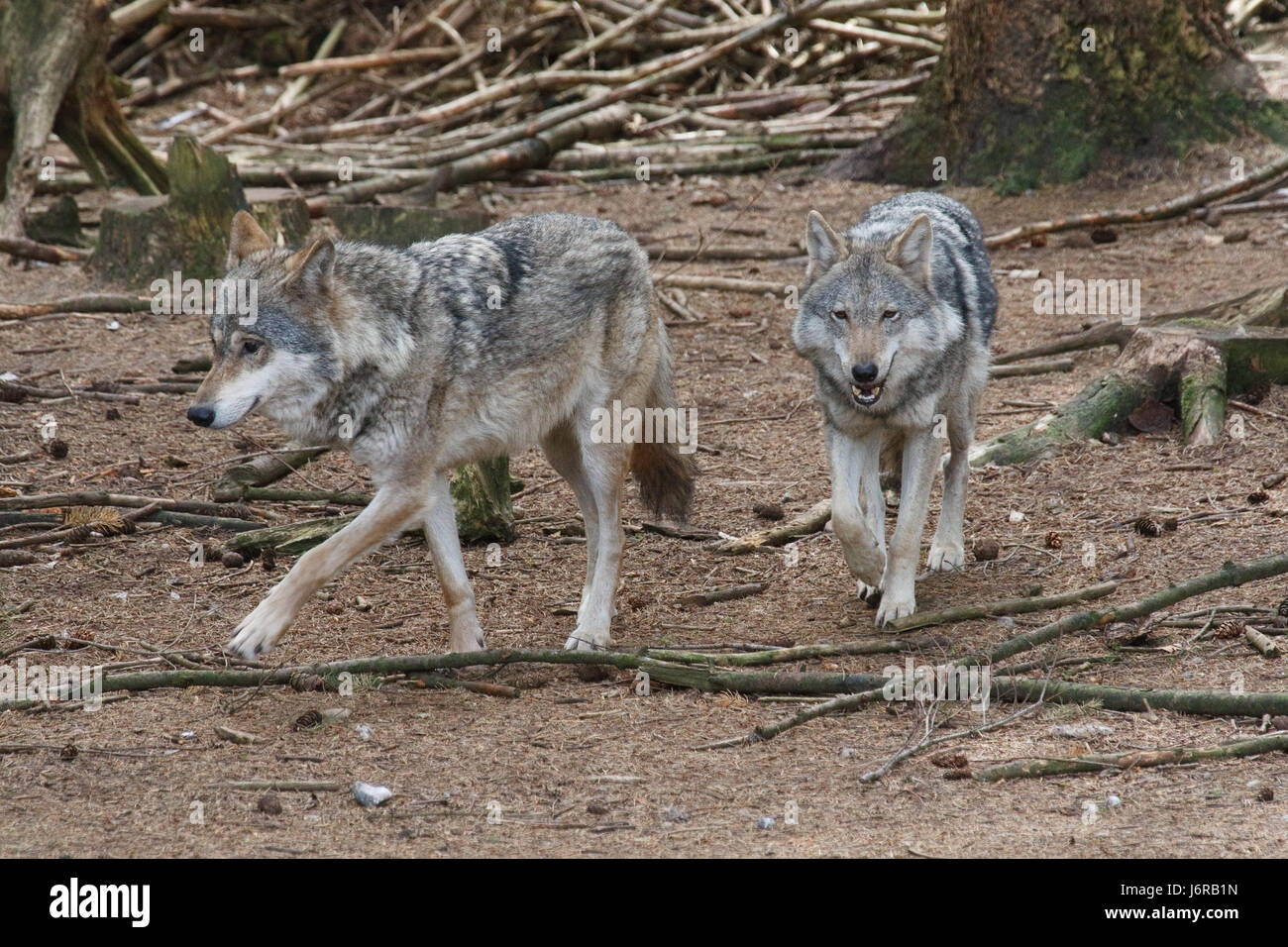 tree brown brownish brunette branches predator wolf wolves stalk forest ...