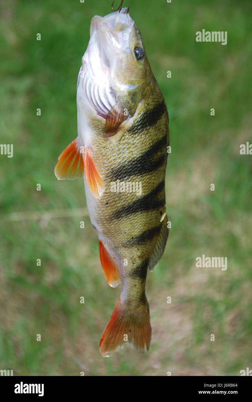 perch (perca fluviatilis Stock Photo - Alamy