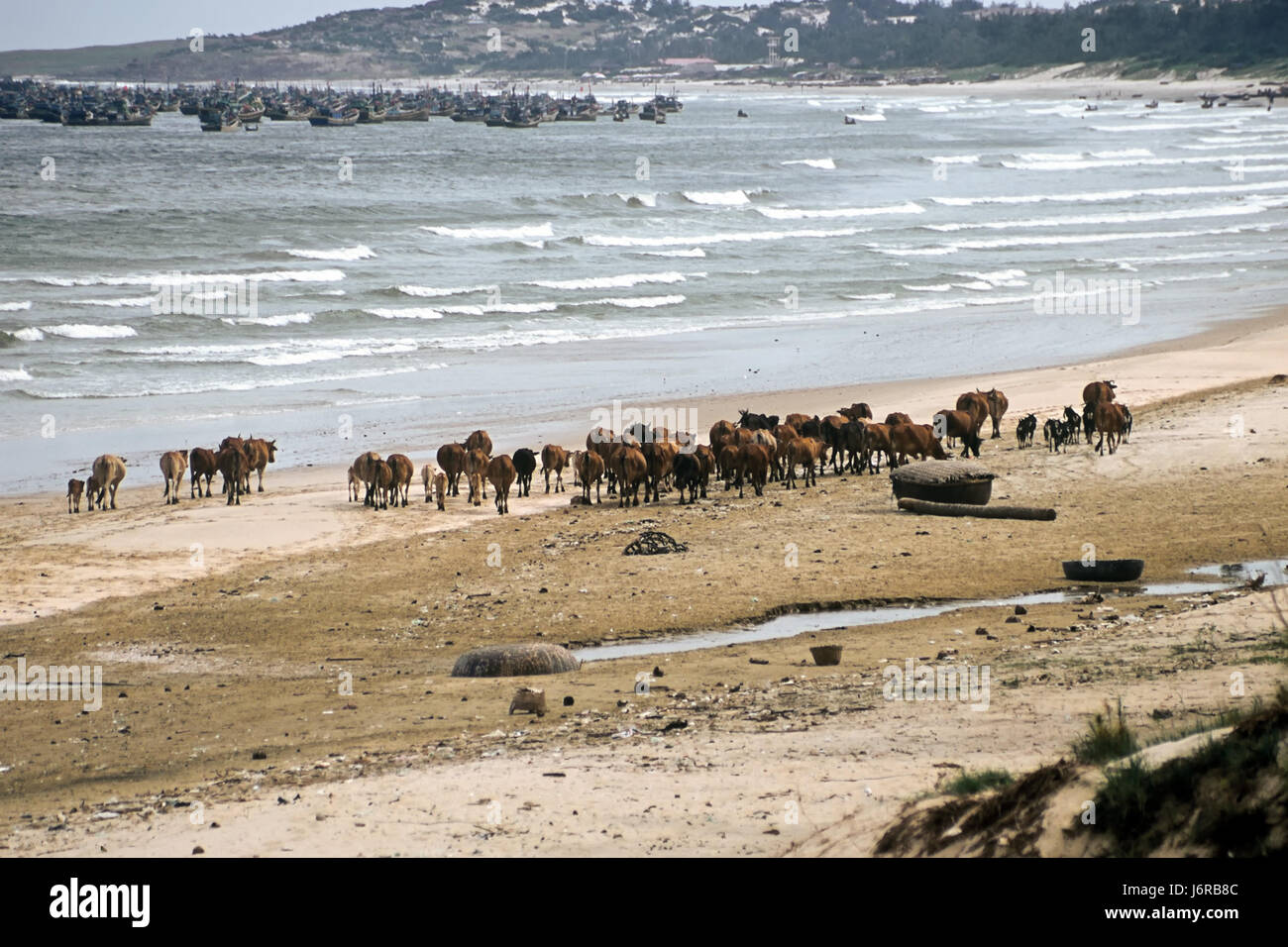 Asia cow viet nam hi-res stock photography and images - Alamy