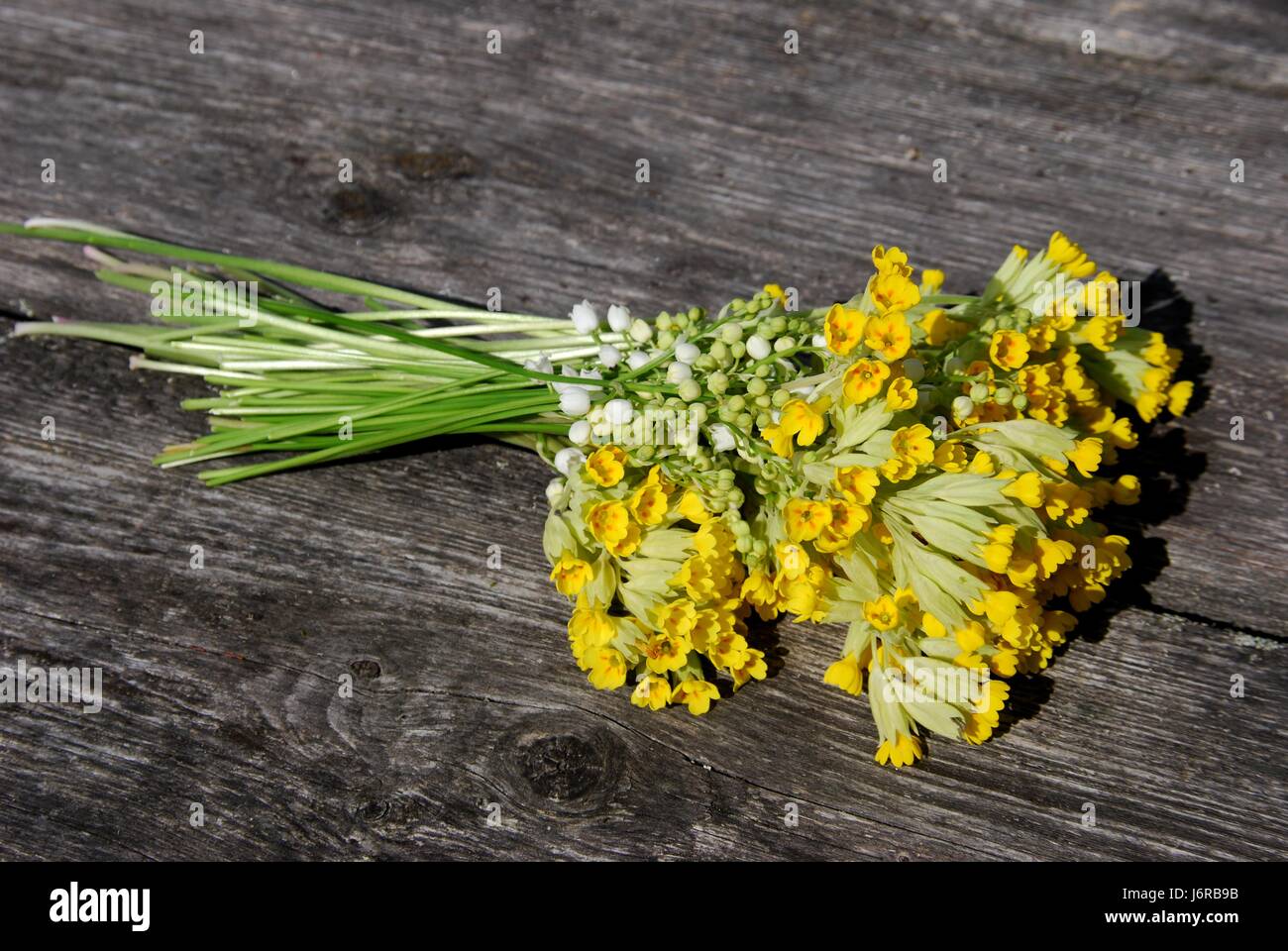 still life landlive lily of the valley flower plant flowers sweden ...