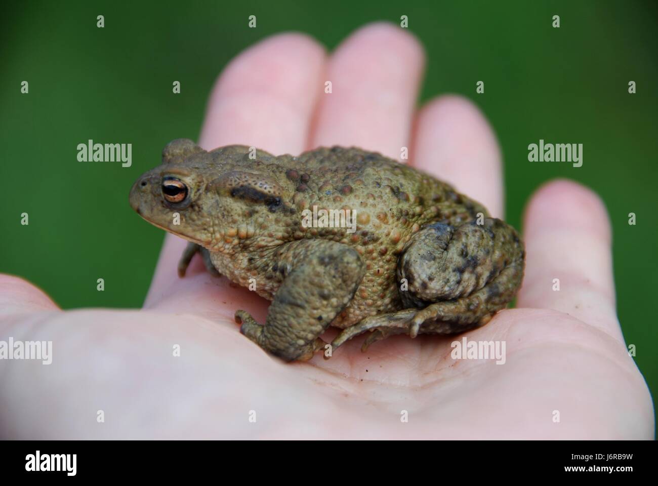 hand rare toad list ruddiness red hand hands animal swamp conservation ...