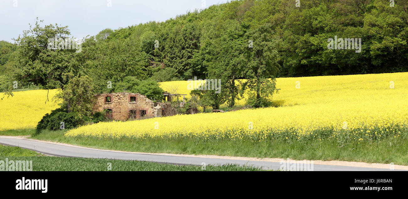 tree coleseed Rape field spring decay ruin voltage bloom blossom ...