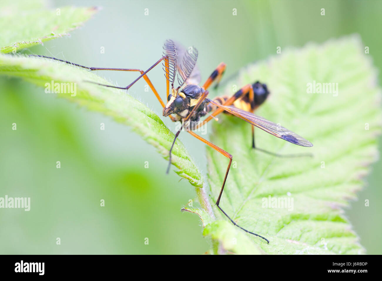 Gnat hi-res stock photography and images - Alamy