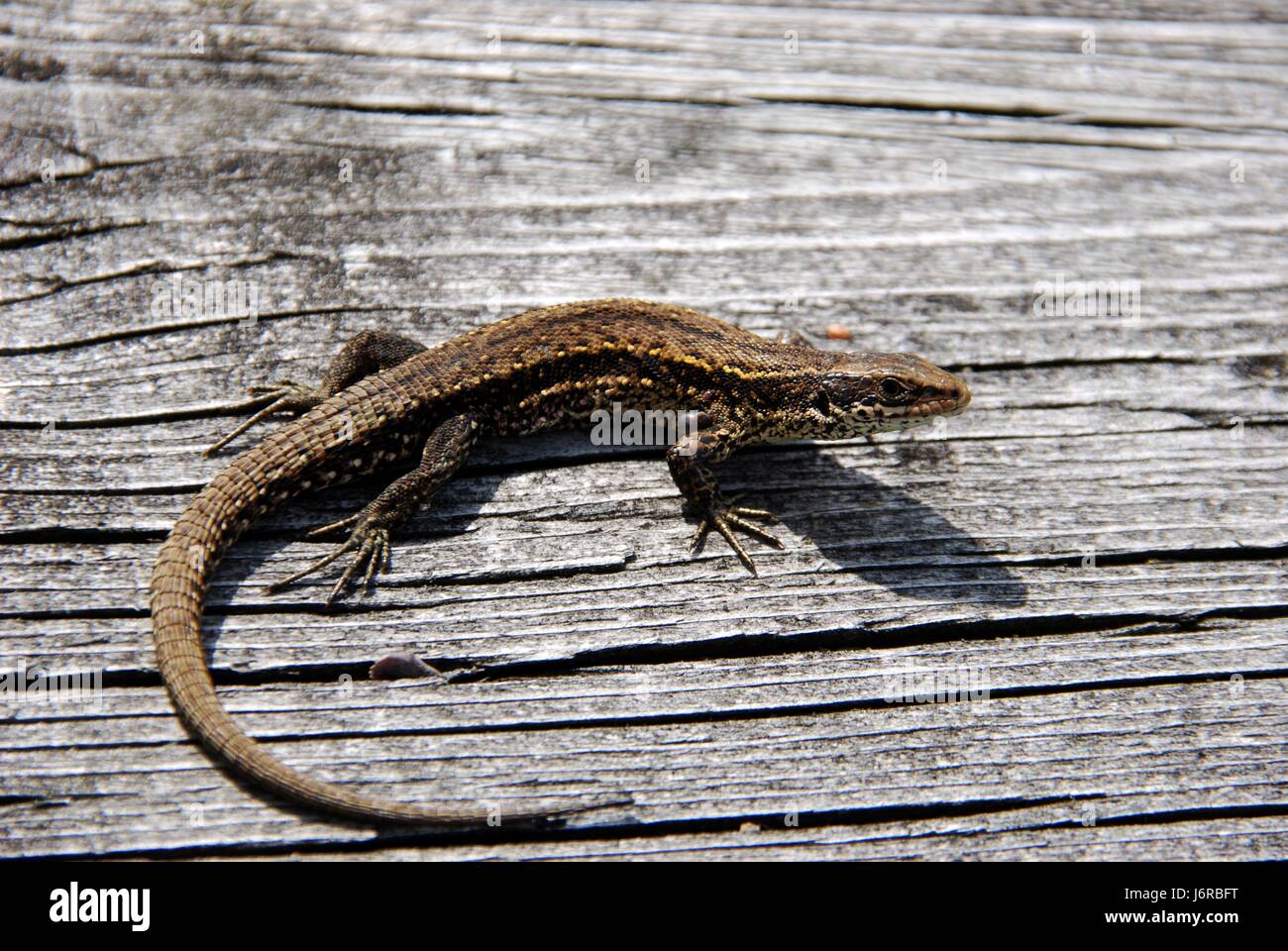 wood saurian tail with female reptile wood lizard animals saurian suns ...