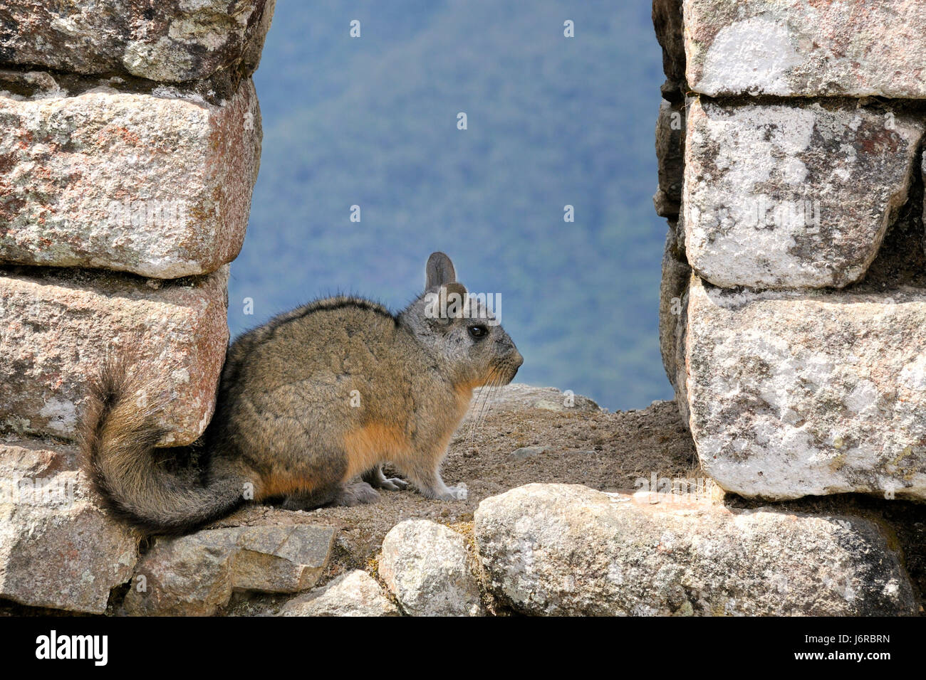 peru andes stone wall south america peru andes grey gray peru viscacha ...
