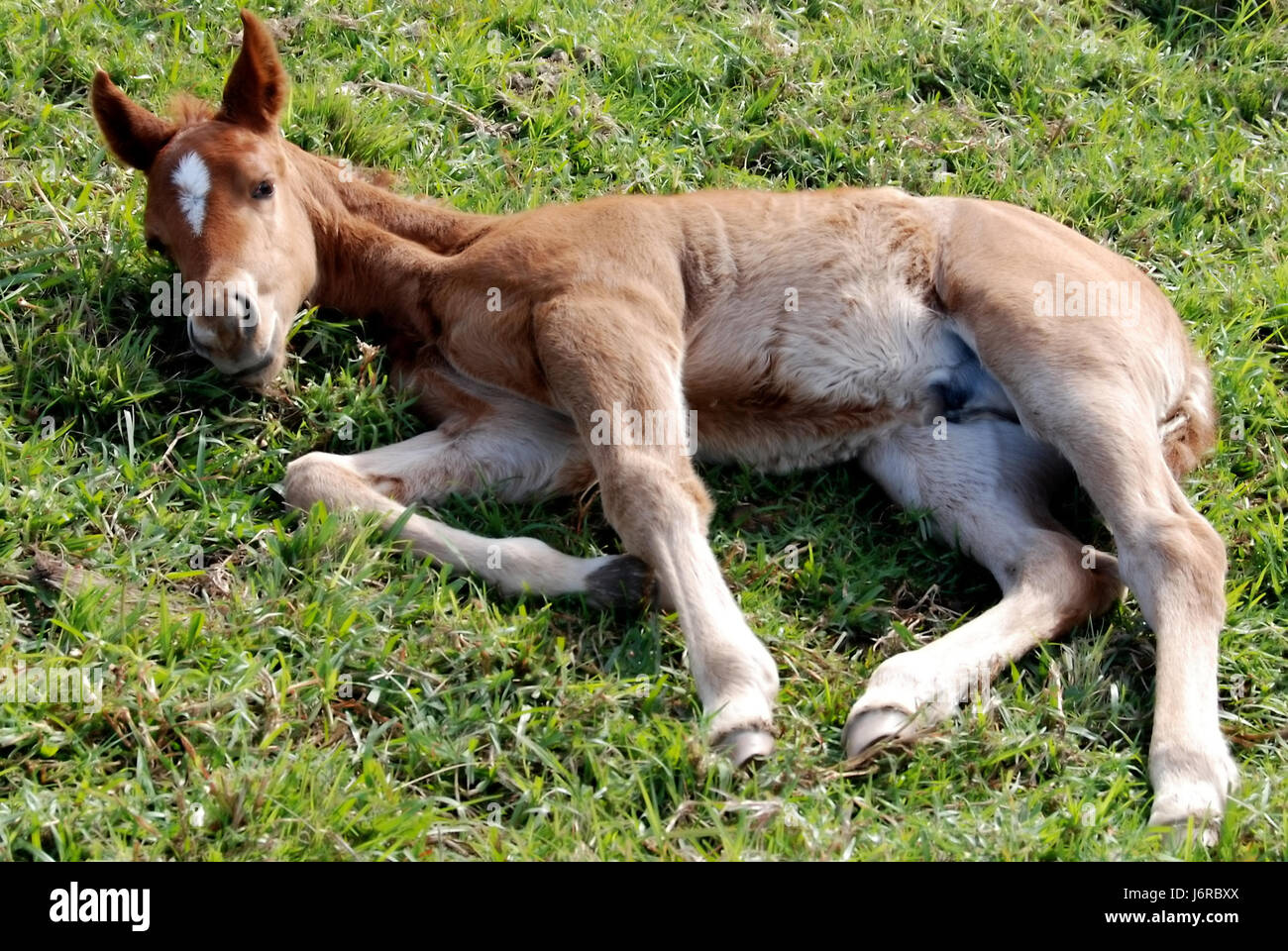 Tired horse riding hi-res stock photography and images - Alamy