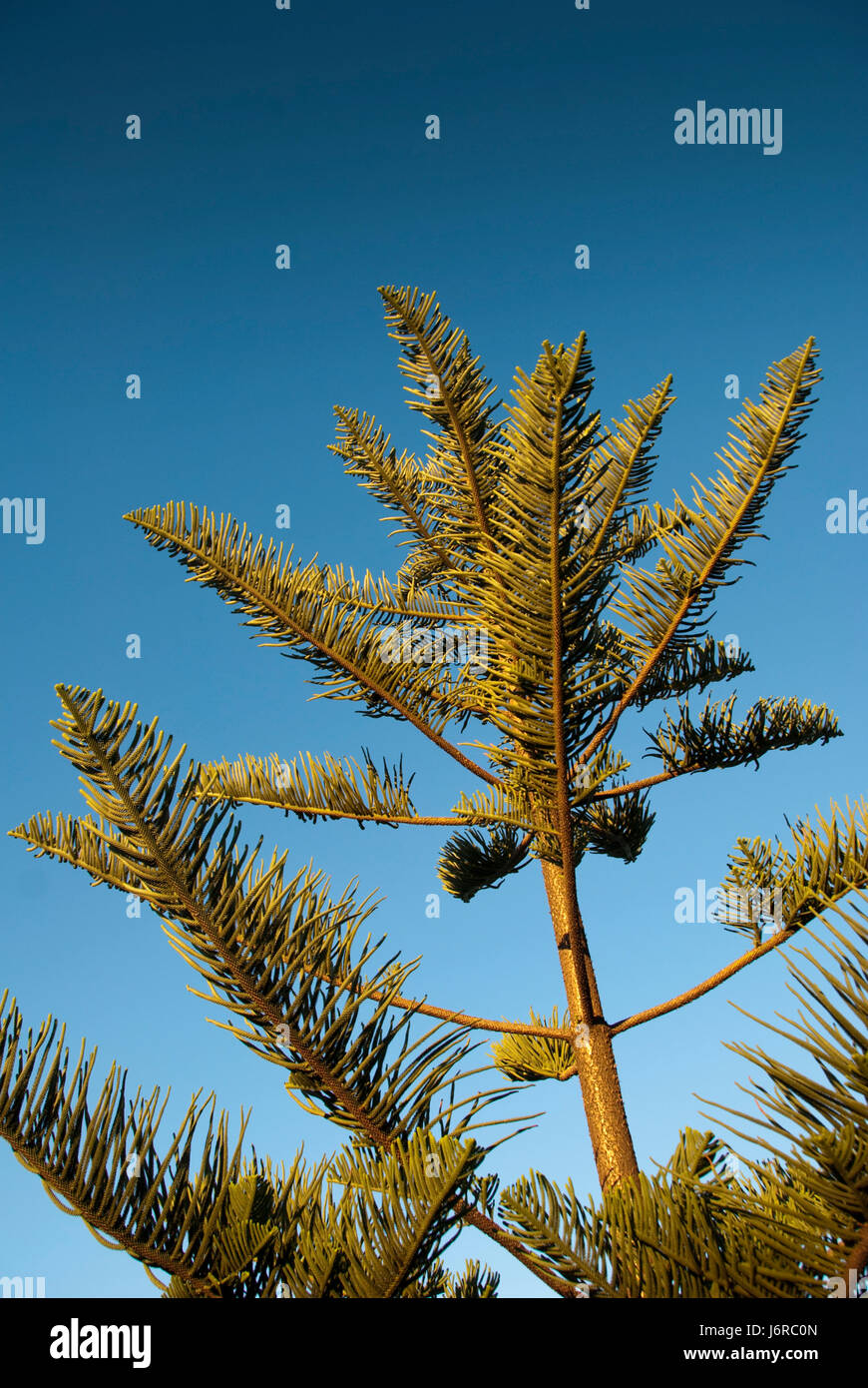 beautiful beauteously nice australia style of construction architecture ...