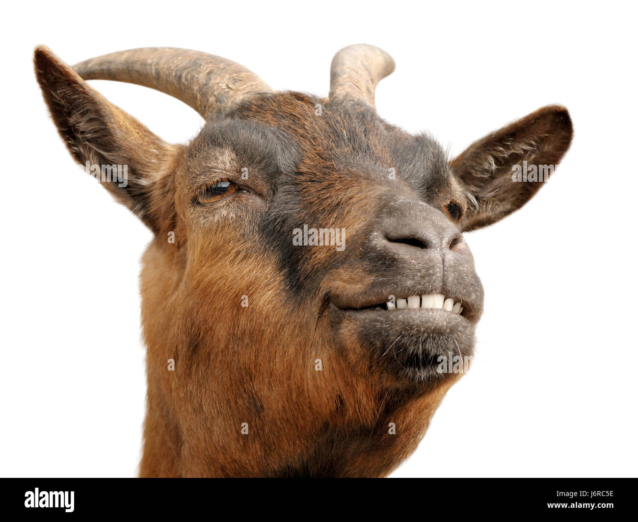 if goats grin Stock Photo - Alamy
