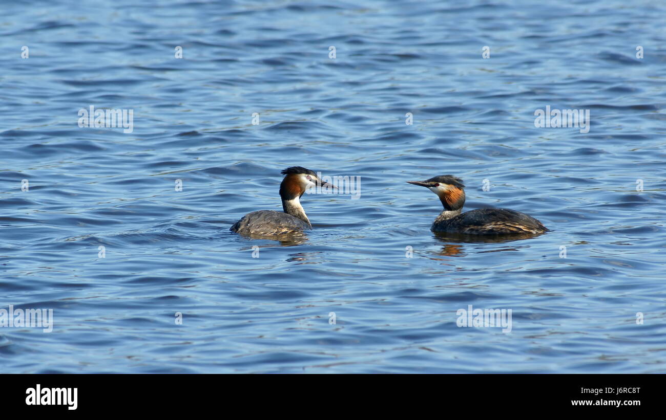 loon beak feathering tuft fresh water lake inland water water beaks ...