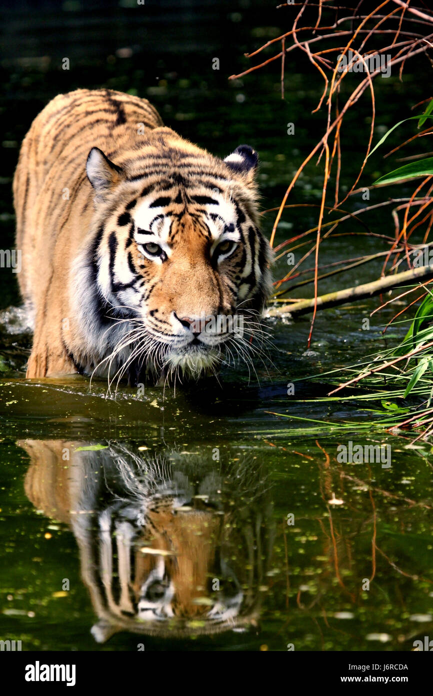 mammal wild portrait big cat feline predator cat tiger predator wildcat ...