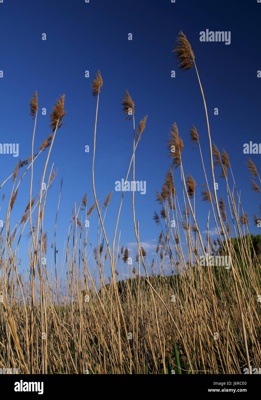 Reed pressure hi-res stock photography and images - Alamy