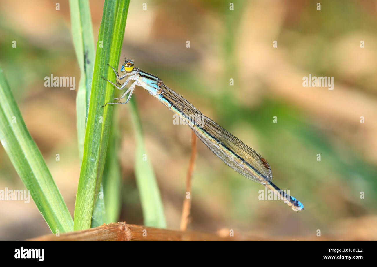 blue insect dragonfly bug wings outdoors fly flies flys flying close ...