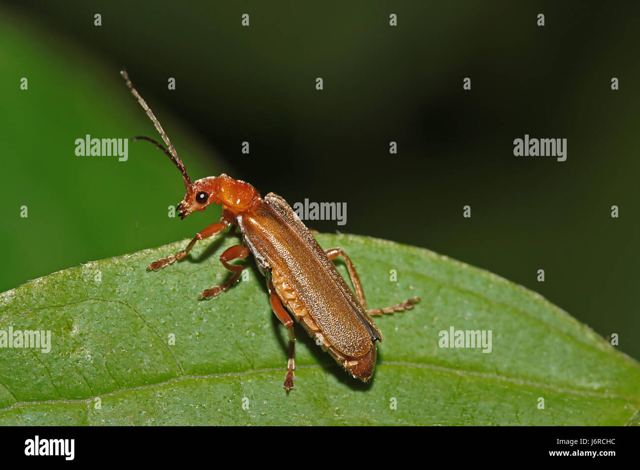 insect insects beetle legs macro close-up macro admission close up view ...