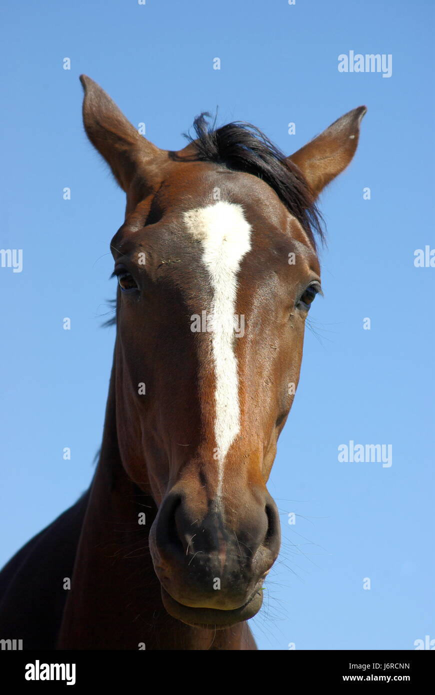 Halla horse hi-res stock photography and images - Alamy