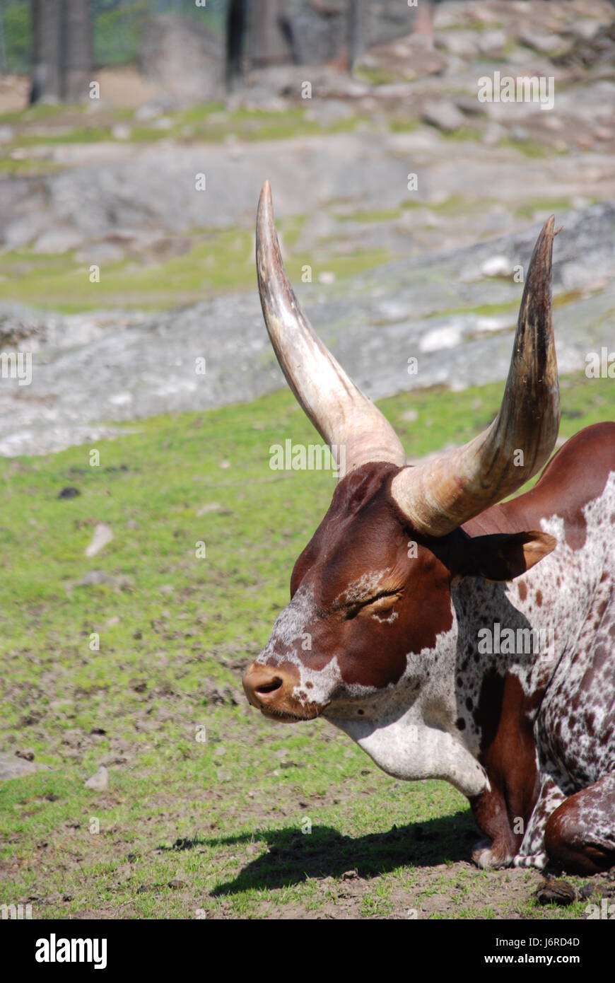 Wild animals of ruanda hi-res stock photography and images - Alamy