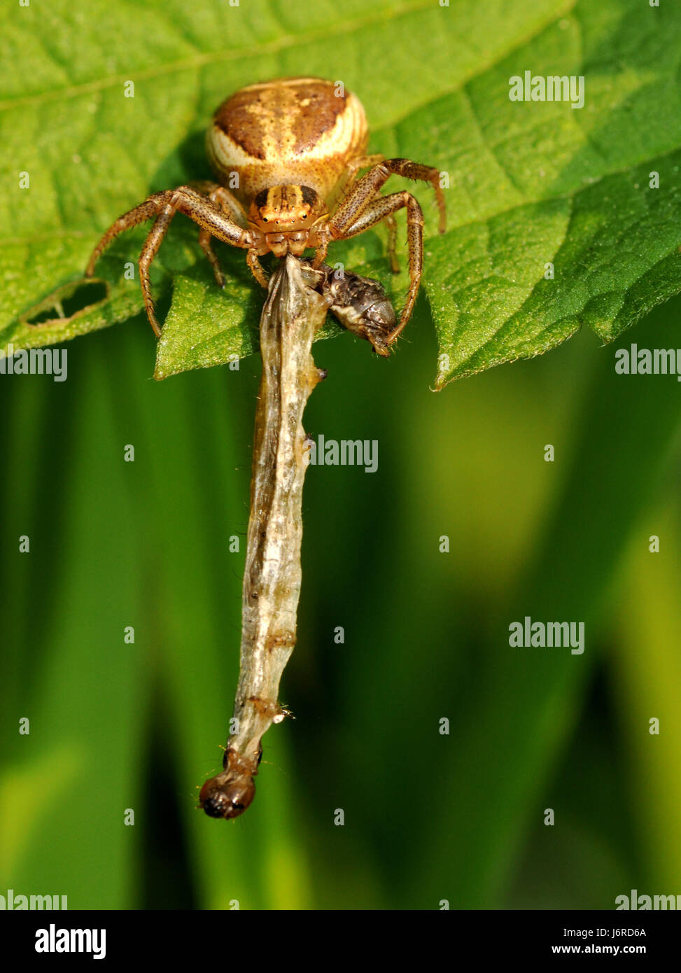 insect spider victim to gorge engulf devour garden insect spider victim ...