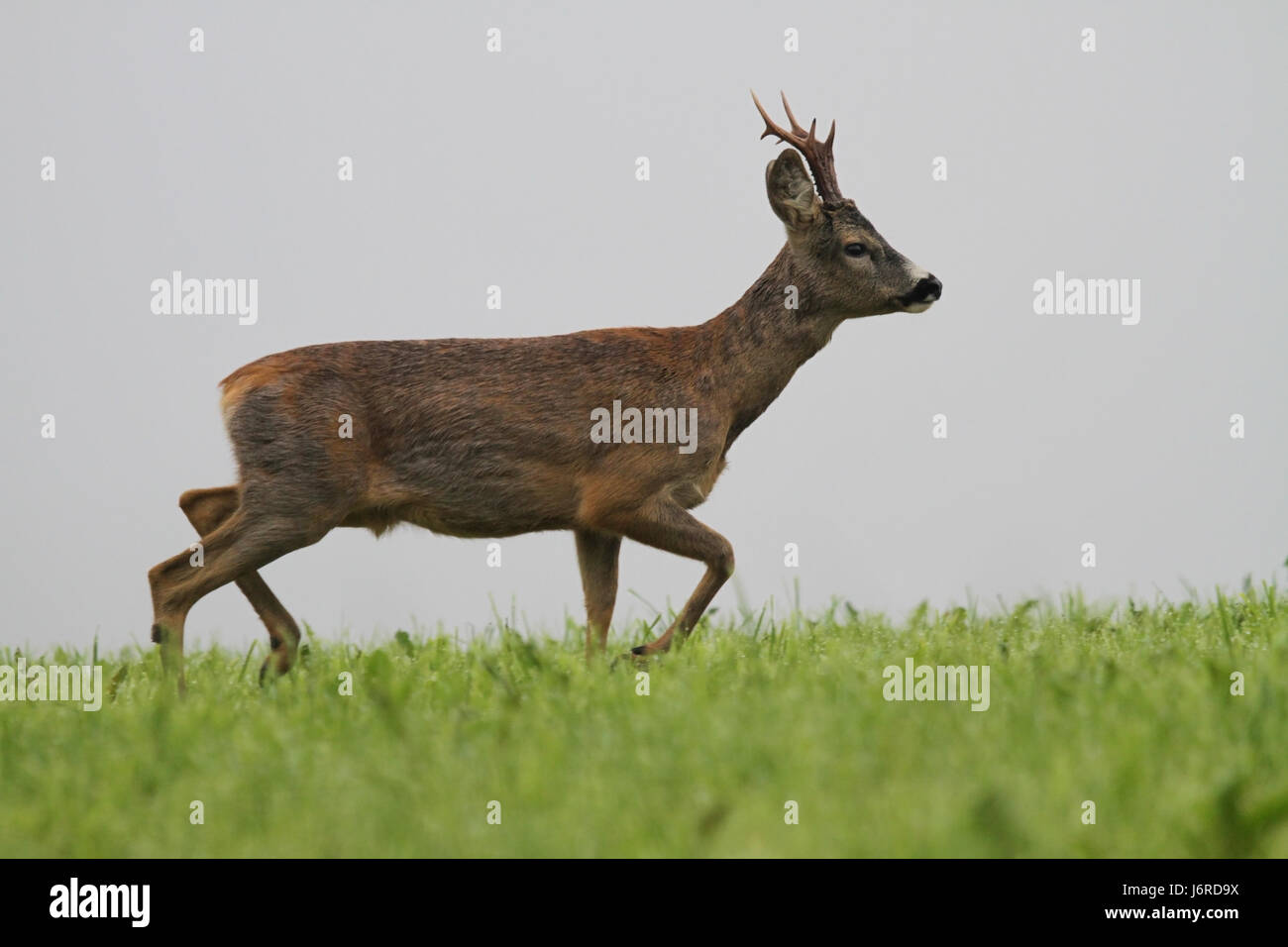mammal south tyrol roebuck roe animal mammal animals aigrette escape ...