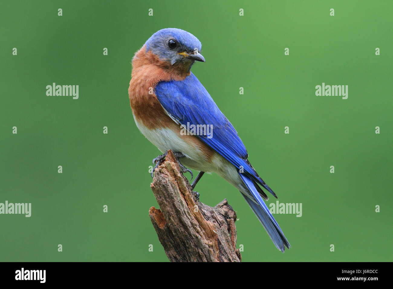 blue tree bird wild wildlife eastern nature blue tree animal bird fauna ...