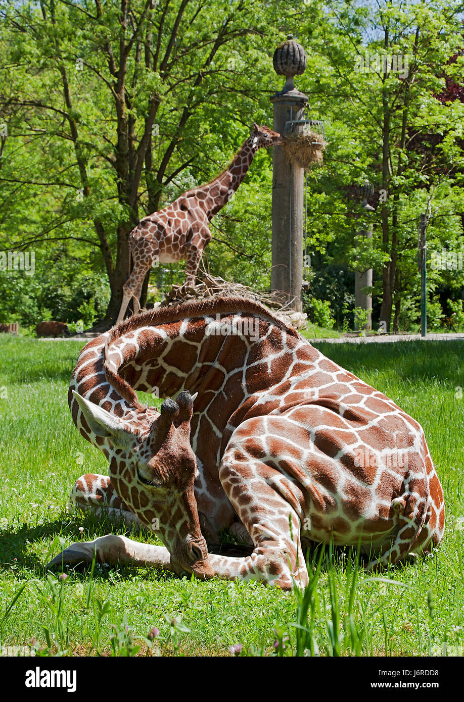 Munich zoo giraffe hi-res stock photography and images - Alamy