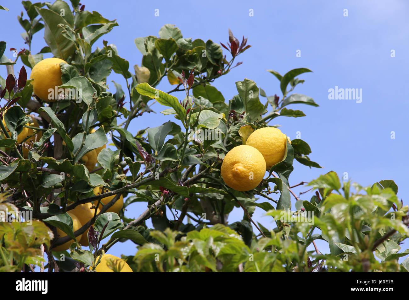 tree green fruit lemons lemon citron yellow blue food aliment leaf ...