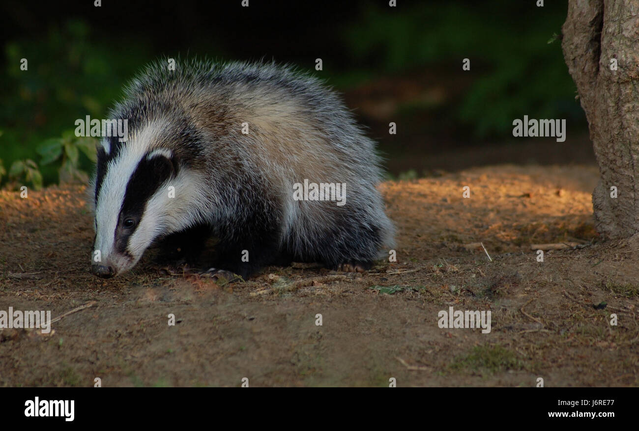 wild young animal wild animal badger burrow of badgers nature fodder ...