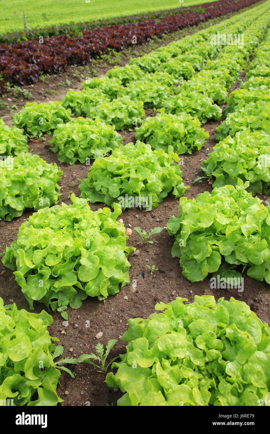 agriculture farming field vegetable food dish meal lettuce salad fresh ...
