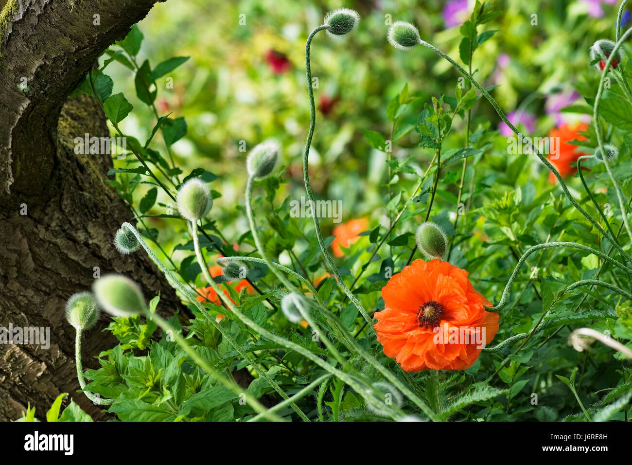 garden poppy gardens oriental garden flower plant green bloom blossom ...