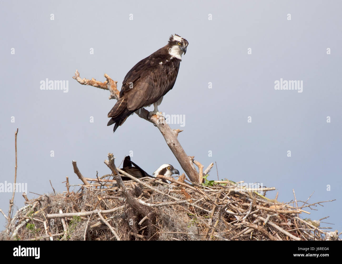 raptor birds of prey nest eagle chick osprey guarding female tree ...