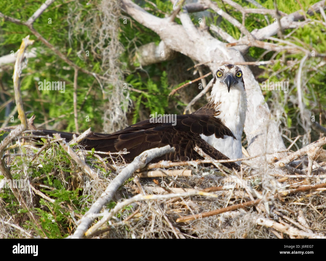 tree bird falcon raptor birds of prey nest eagle osprey nature female ...