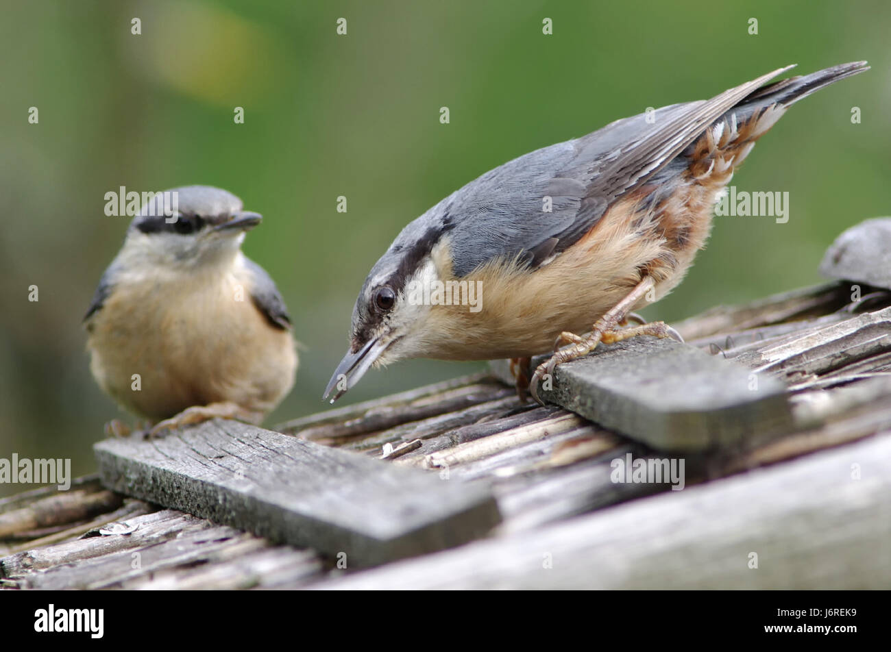 offspring feed animal child aviary familiy family orange food aliment ...