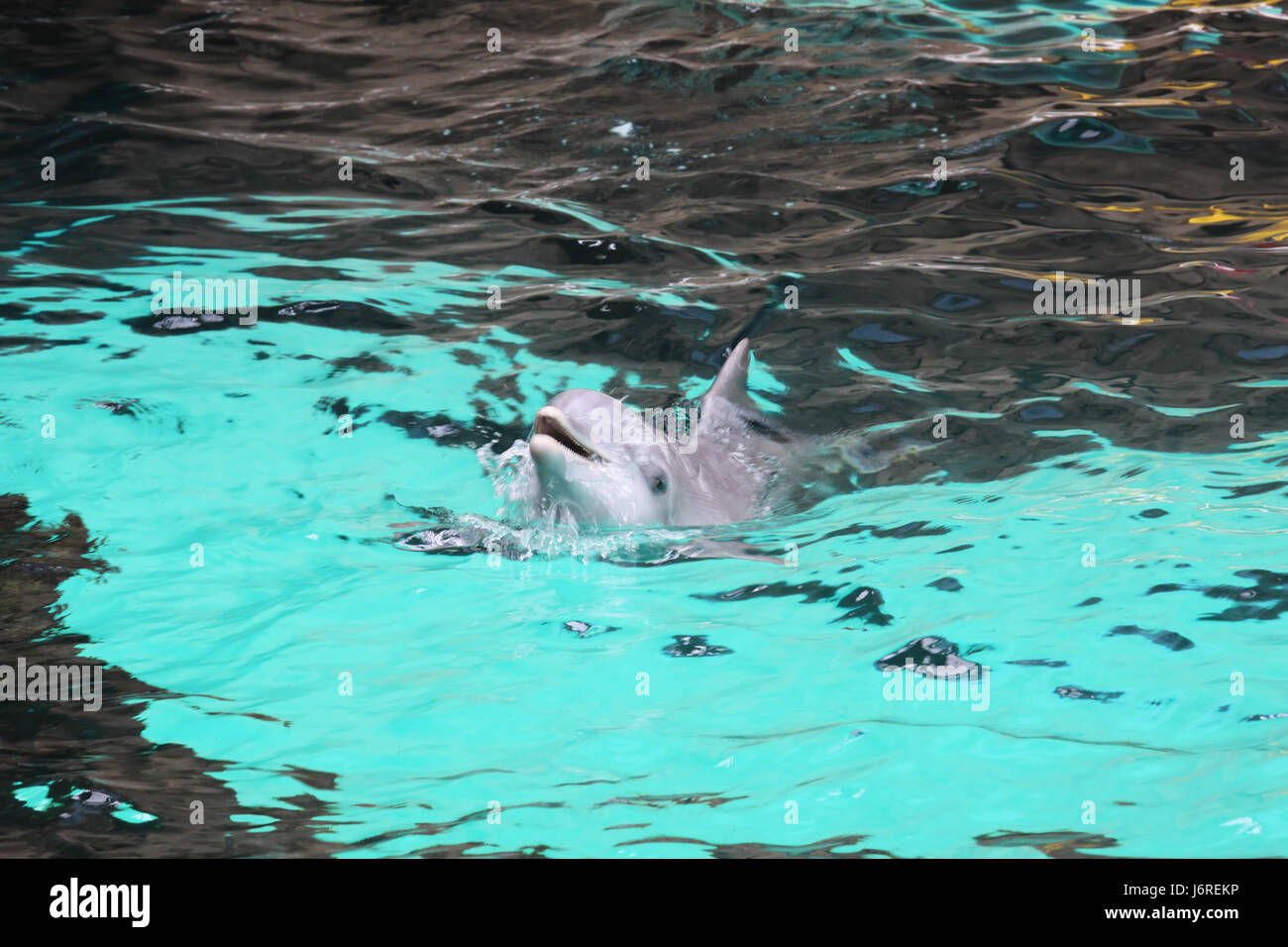 mammal dolphin porpoise blue laugh laughs laughing twit giggle smile ...