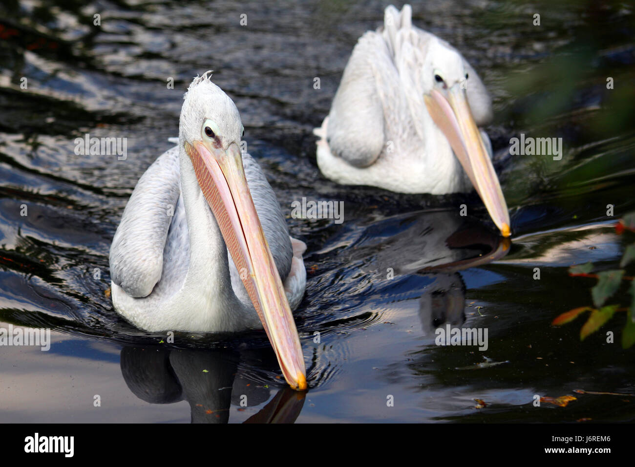 bird kenya birds pelican bird kenya birds beak pelican wild animal ...