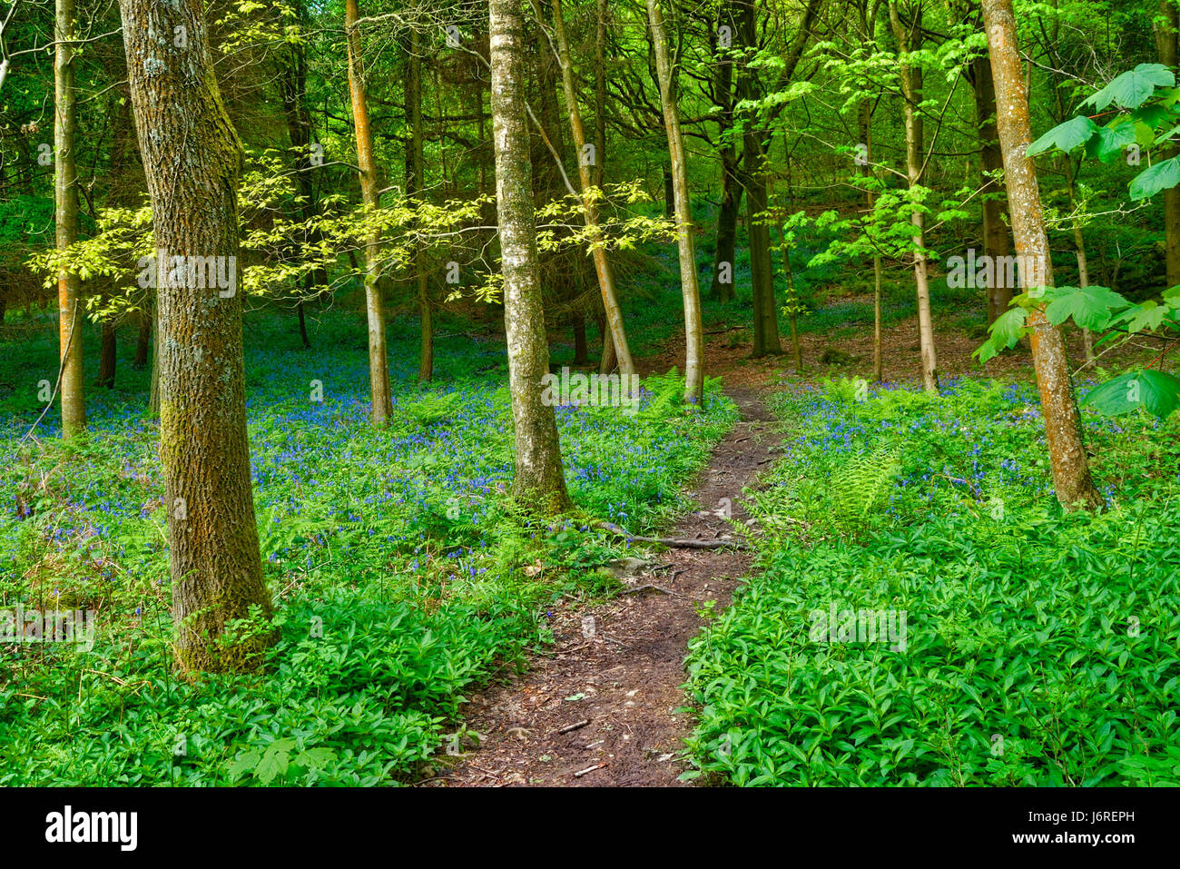 tree trees wood path way tree trees wood flower flowers plant distance ...