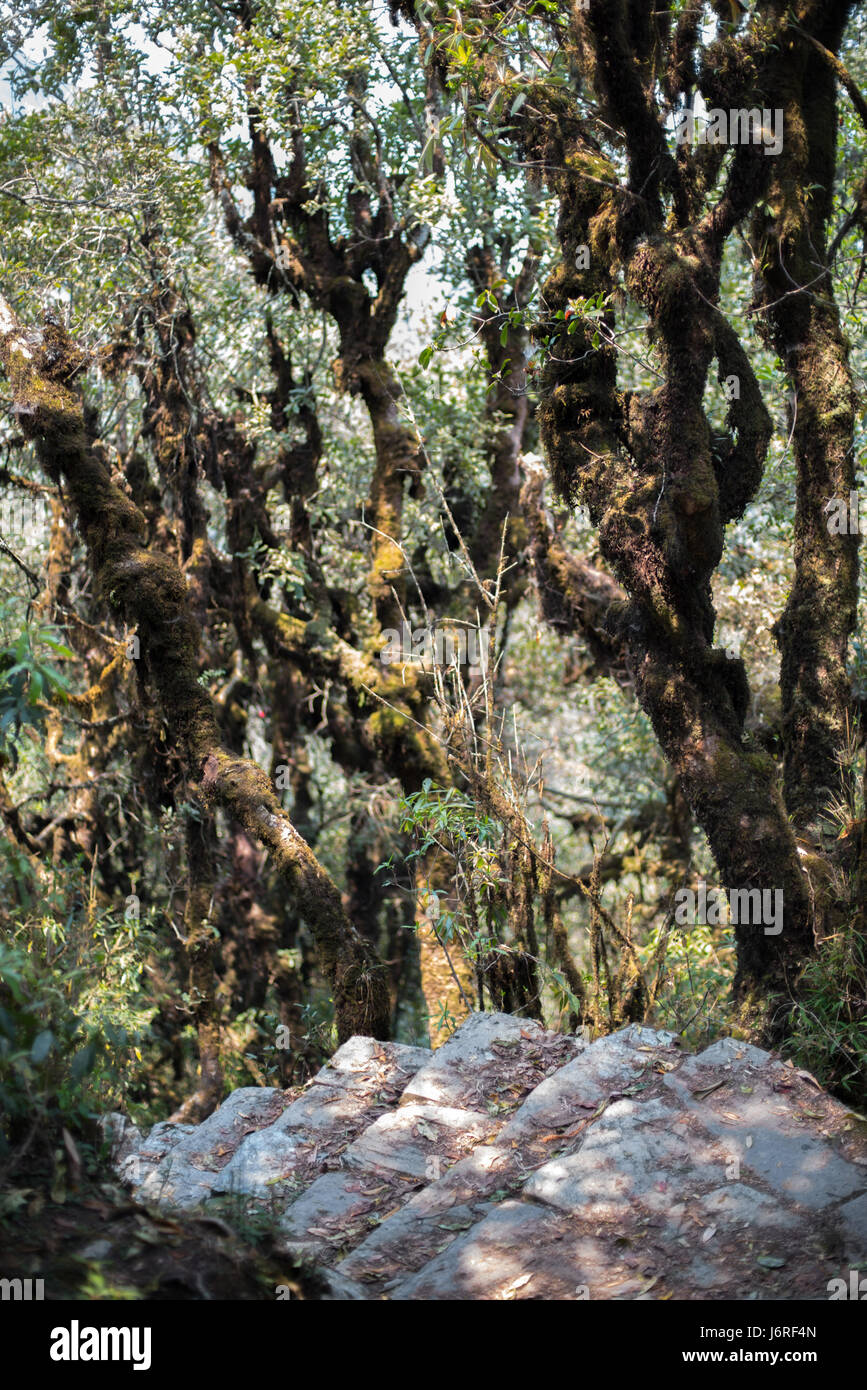 Forest path in Panchase Mountain, Nepal Stock Photo - Alamy