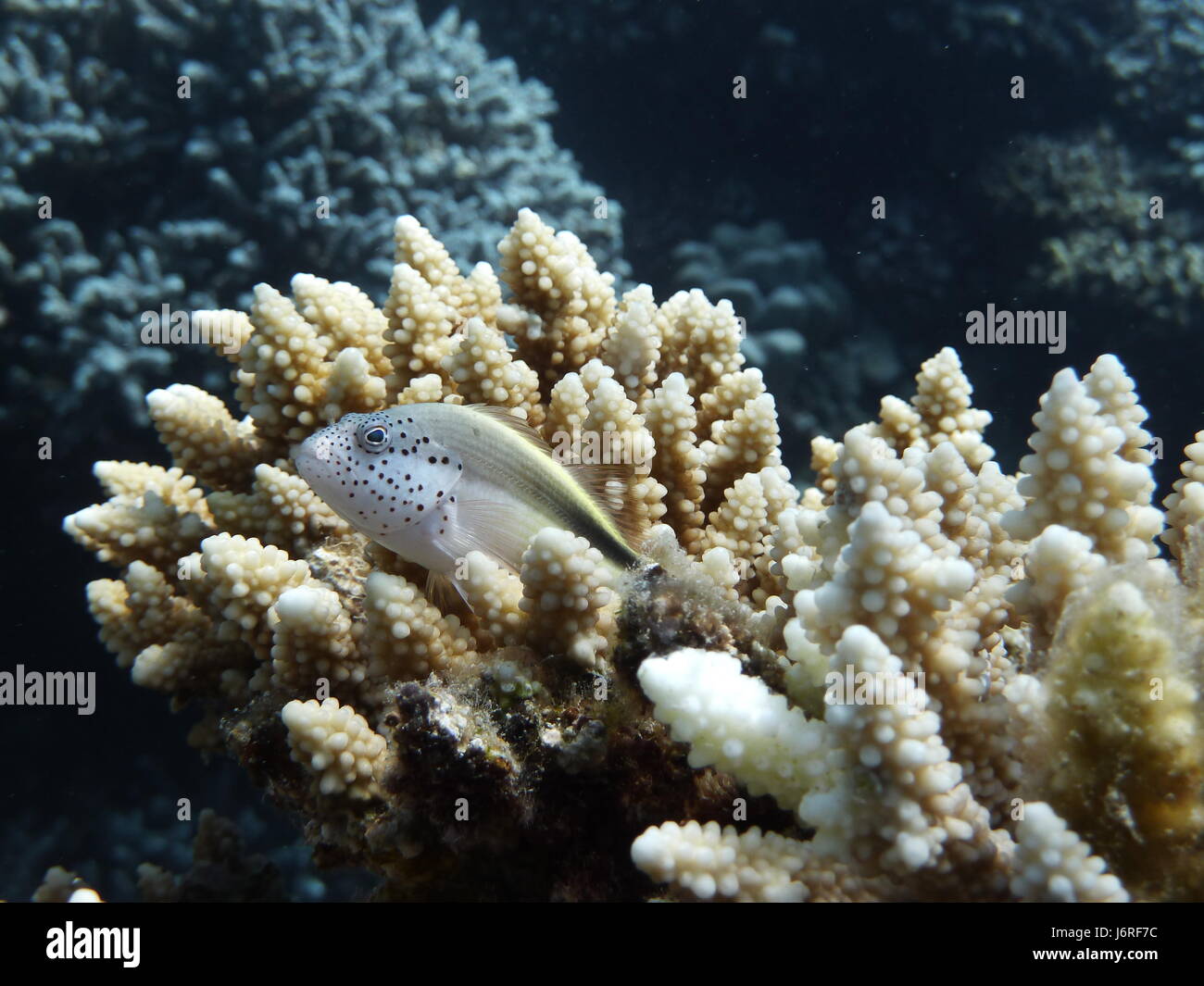 dive atoll reef dive atoll reef korallenwchte cirrhitidae rifffische ...