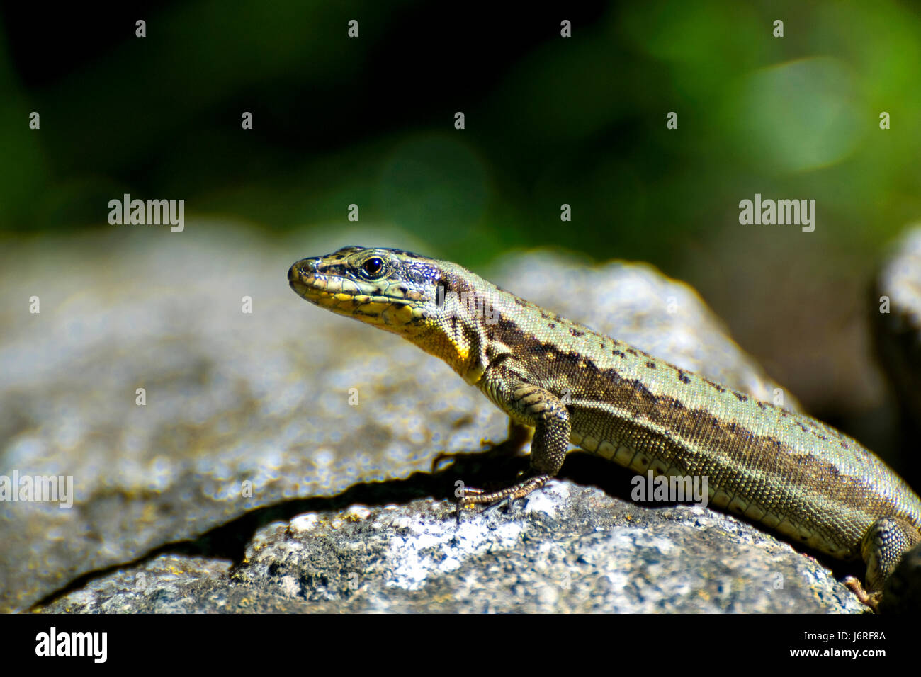 Reptile lizard saurian hovel crawler hi-res stock photography and ...