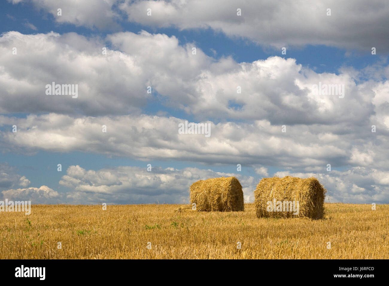 agriculture farming cut corn harvested haystack straw ground soil earth ...