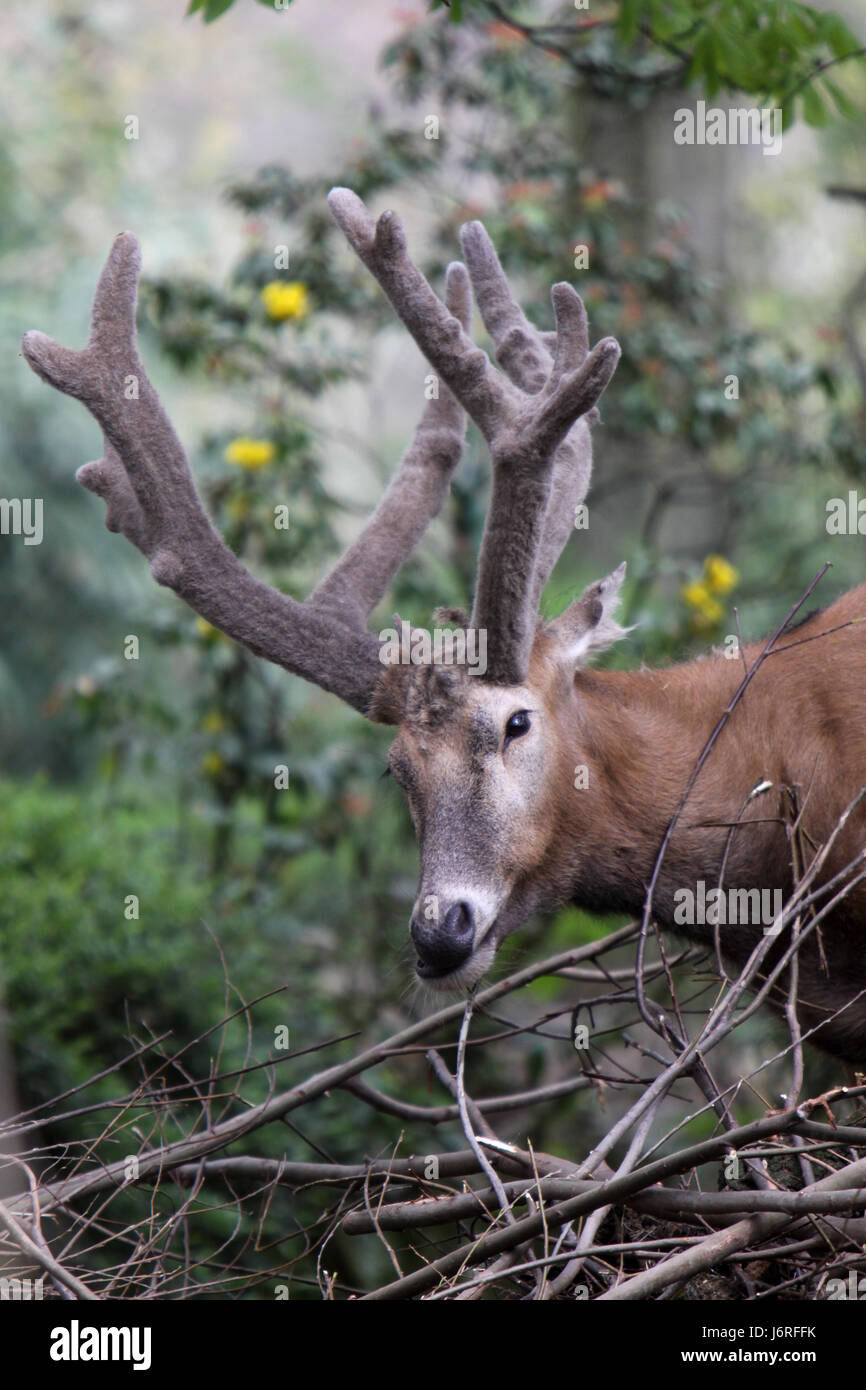 Hirschart hi-res stock photography and images - Alamy