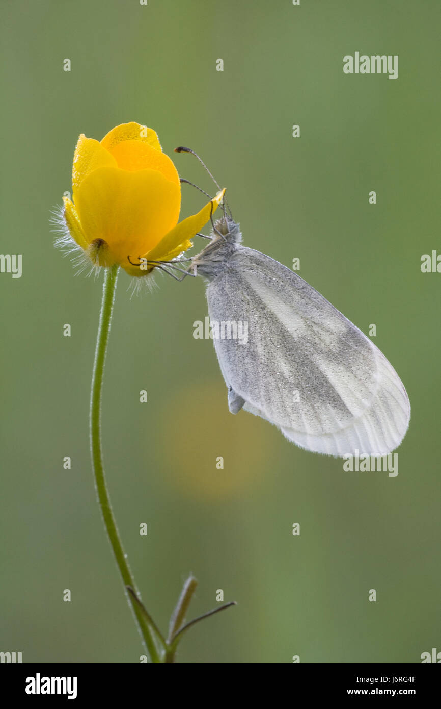 Weiling hi-res stock photography and images - Alamy