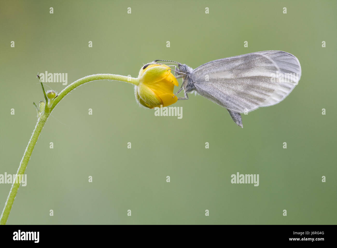 Tintenweiling hi-res stock photography and images - Alamy