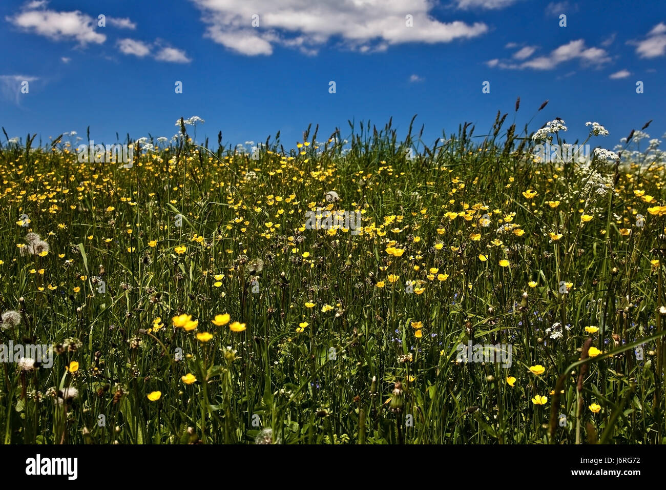 mountain meadow Stock Photo - Alamy