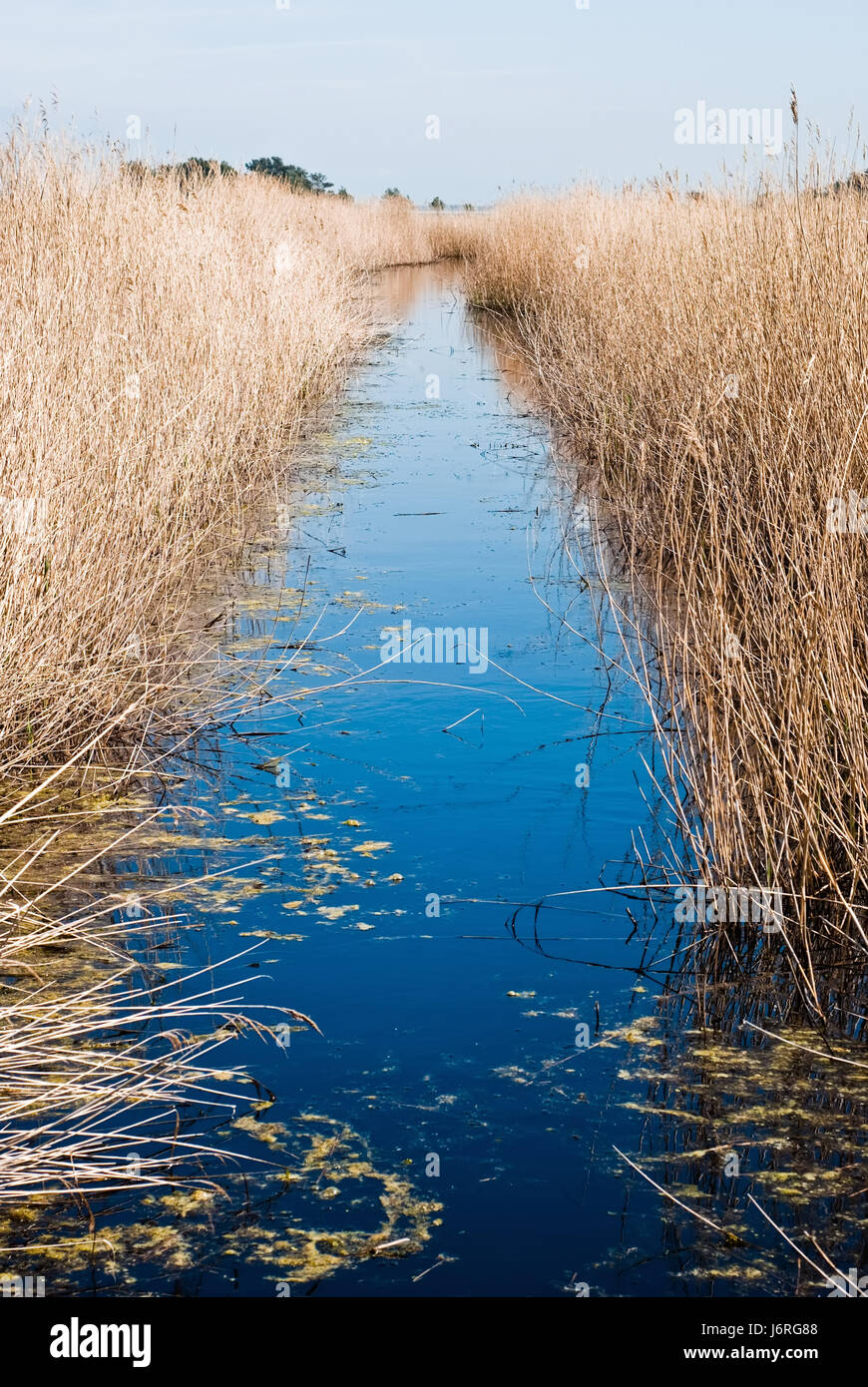 small river through reeds Stock Photo - Alamy