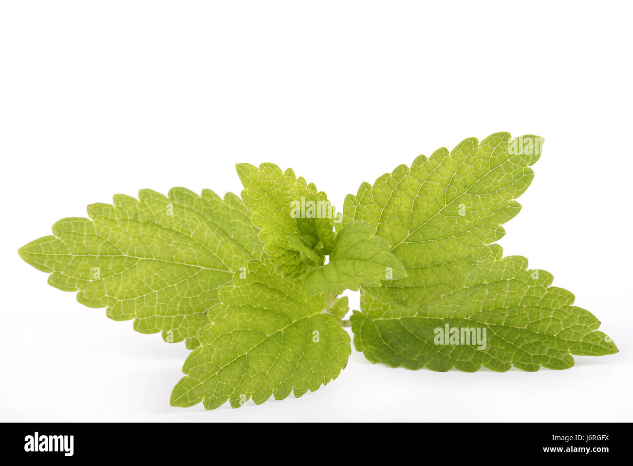 Chewing mint flavour gum hi-res stock photography and images - Alamy