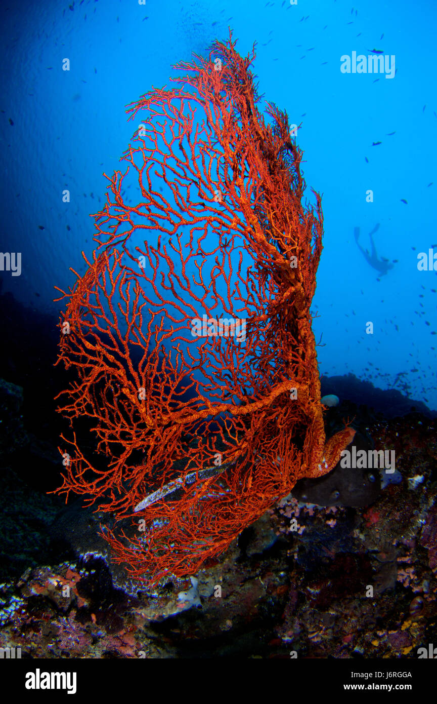 sea fan and snorkellers Stock Photo - Alamy