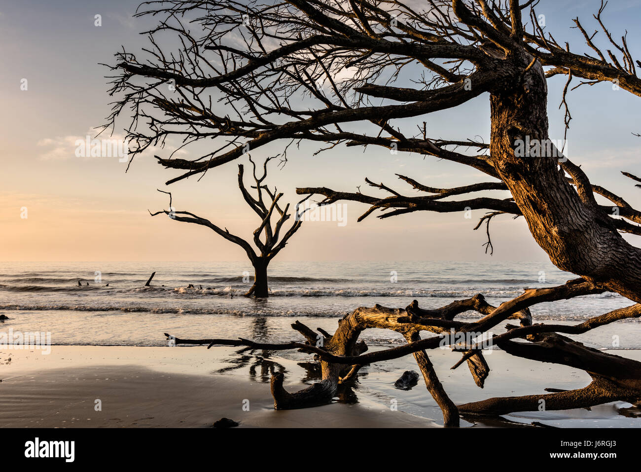 Sunrise over the Boneyard Beach on Bulls Island, South Carolina. Bulls ...
