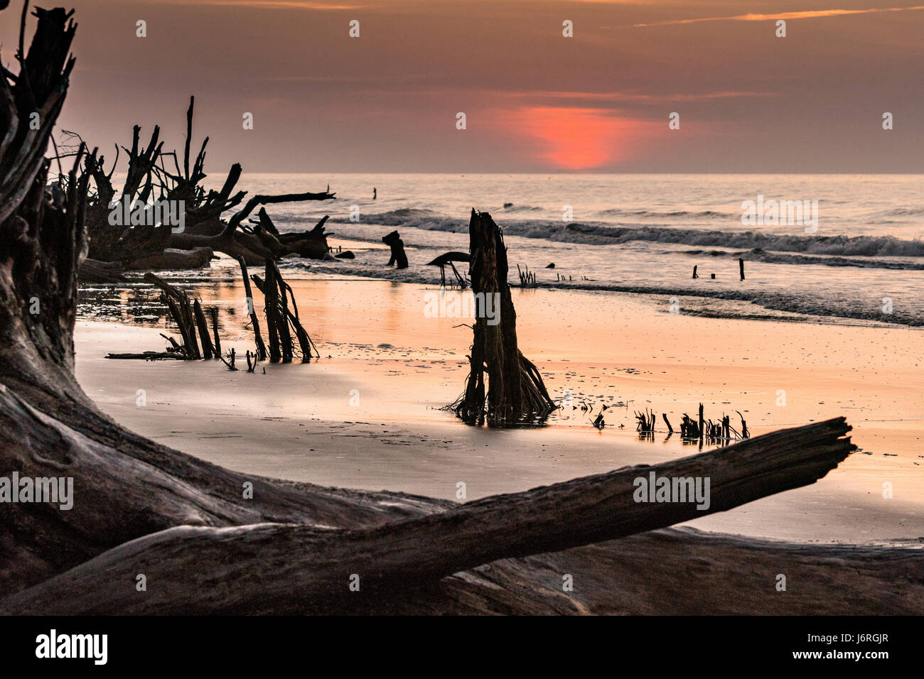 Sunrise over the Boneyard Beach on Bulls Island, South Carolina. Bulls ...