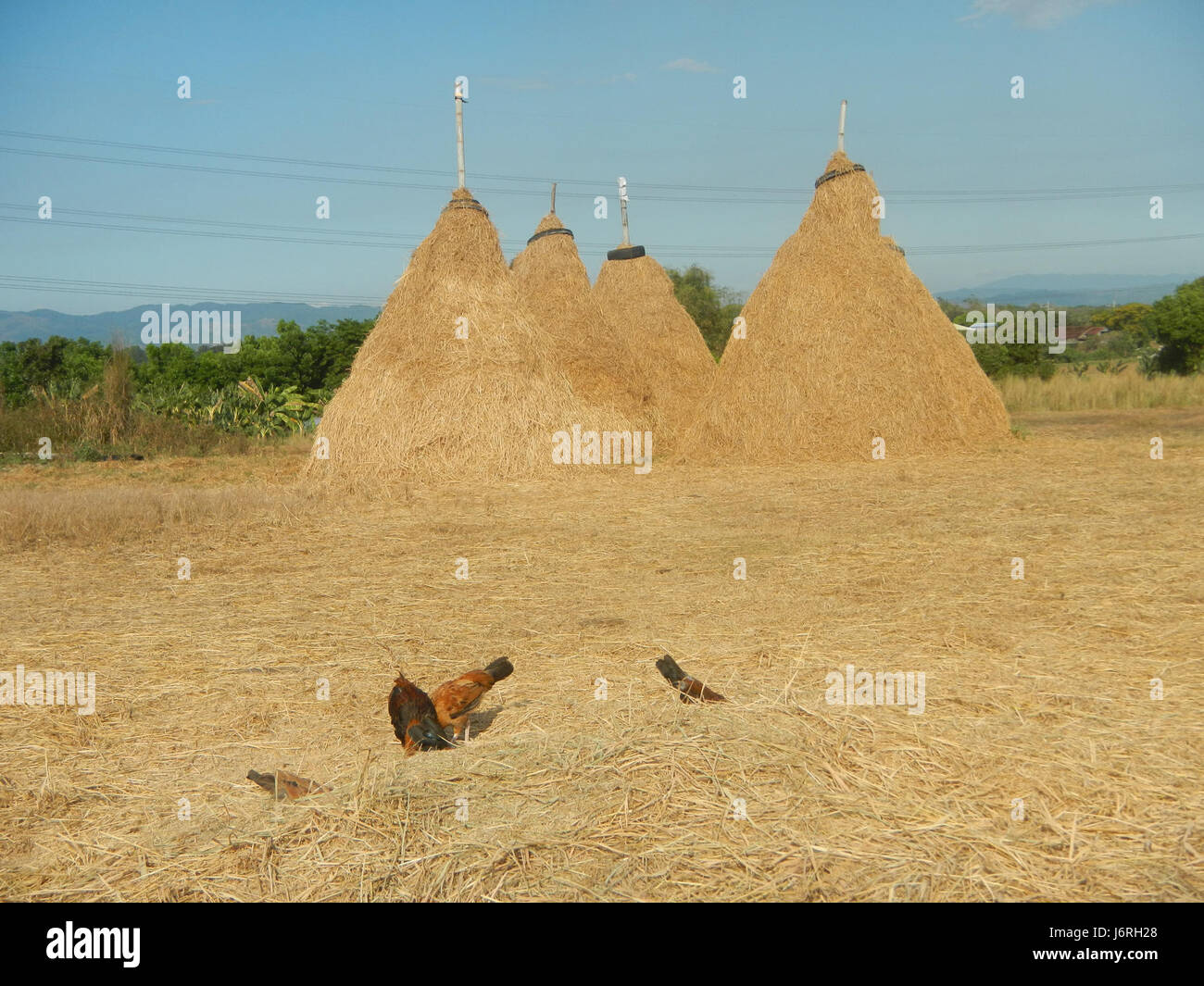 Aerial view of San Rafael, Bulacan, highlighting its 35 barangays ...